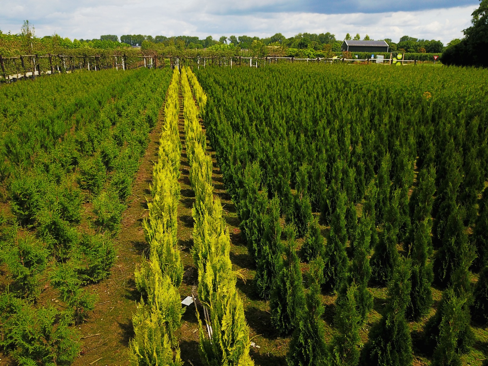 Coniferen kopen uit eigen kwekerij