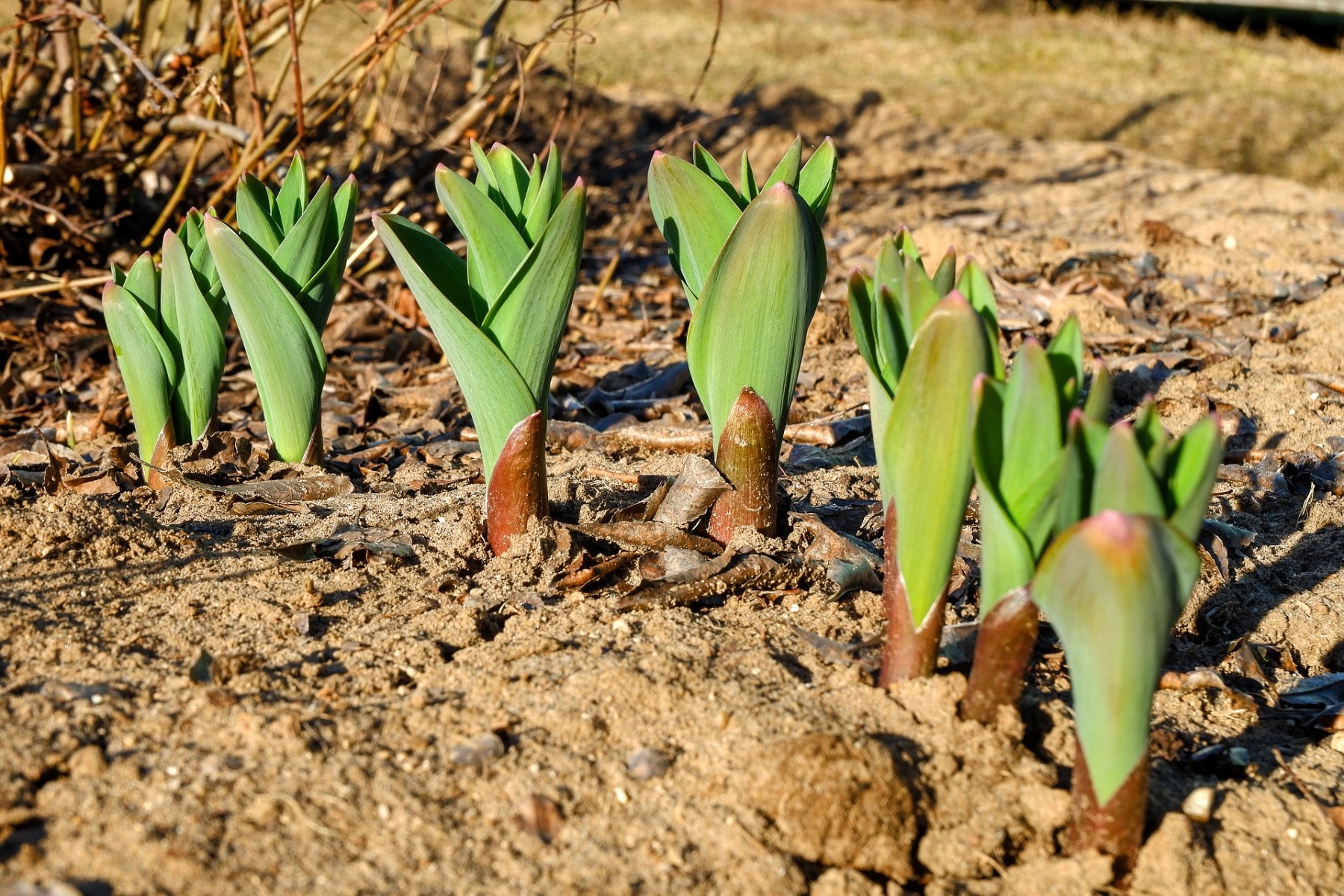 Tuinieren op zandgrond